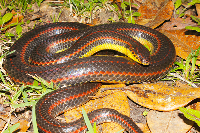 FWC asking public to report sightings of rare rainbow snakes - Cape ...